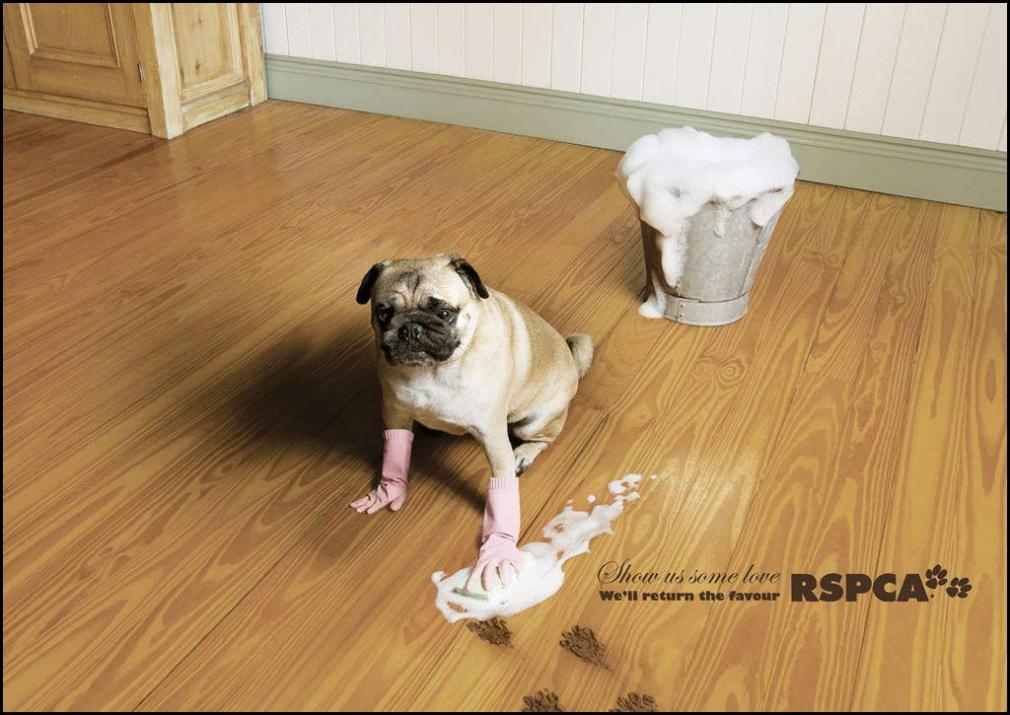 34 Of The Most Influential Animal Ads Of All Time InyMiny