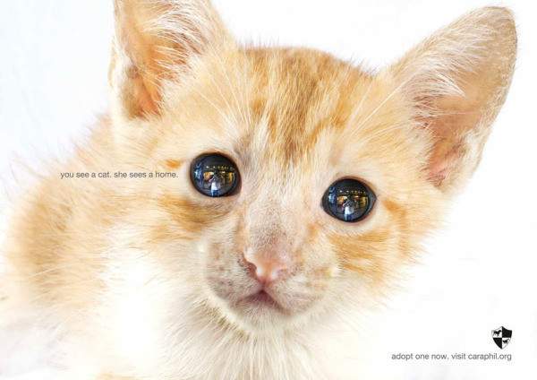 34 Of The Most Influential Animal Ads Of All Time InyMiny